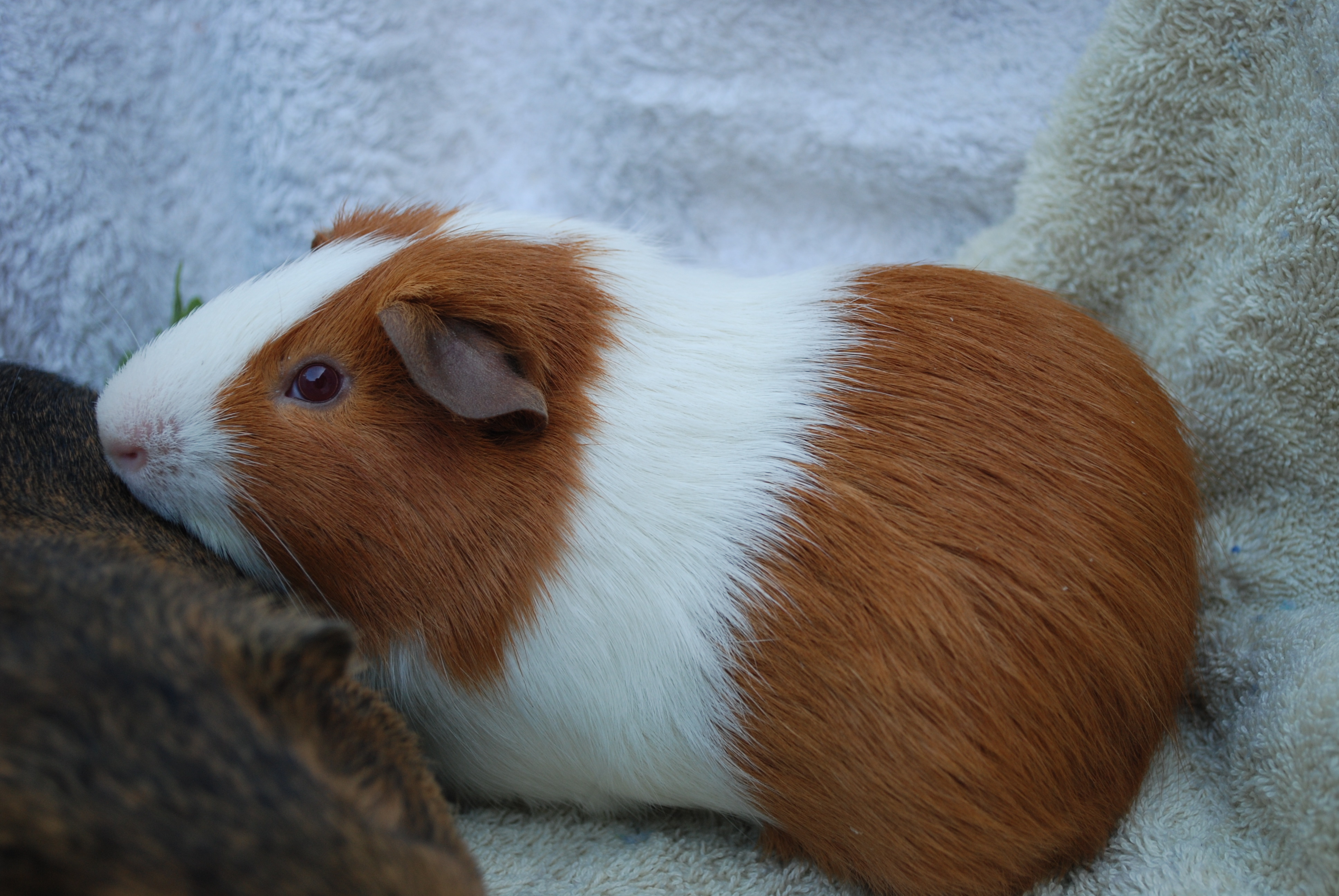 Mario - Male Short-hair Guinea Pig in NSW - PetRescue