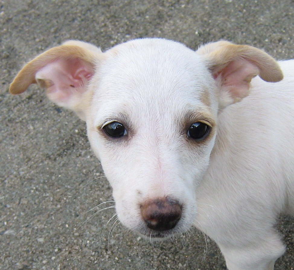Pink(On Trial) - Medium Female Foxy Mix Dog in NSW - PetRescue