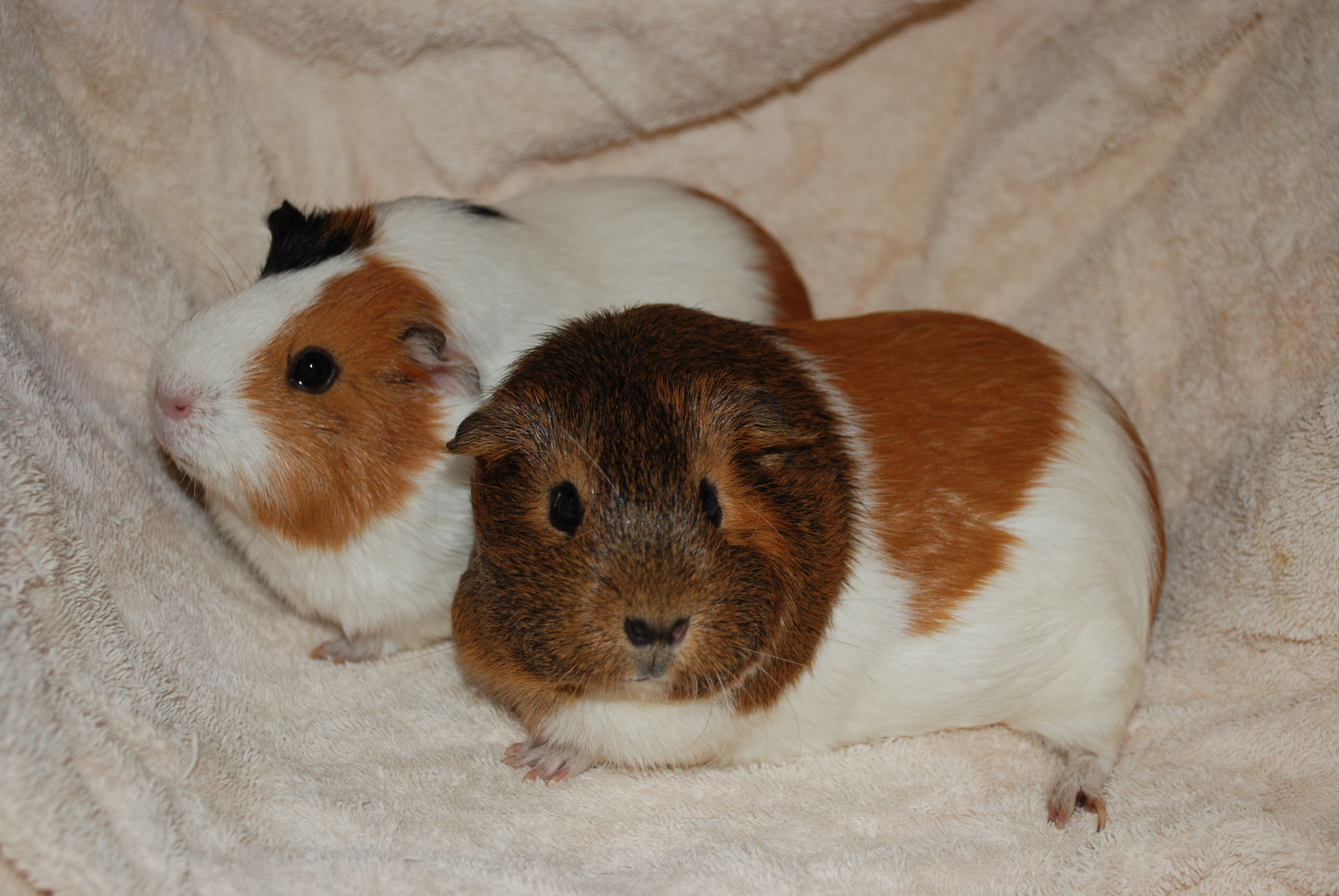 Fluffy - Female Short-hair Guinea Pig in NSW - PetRescue