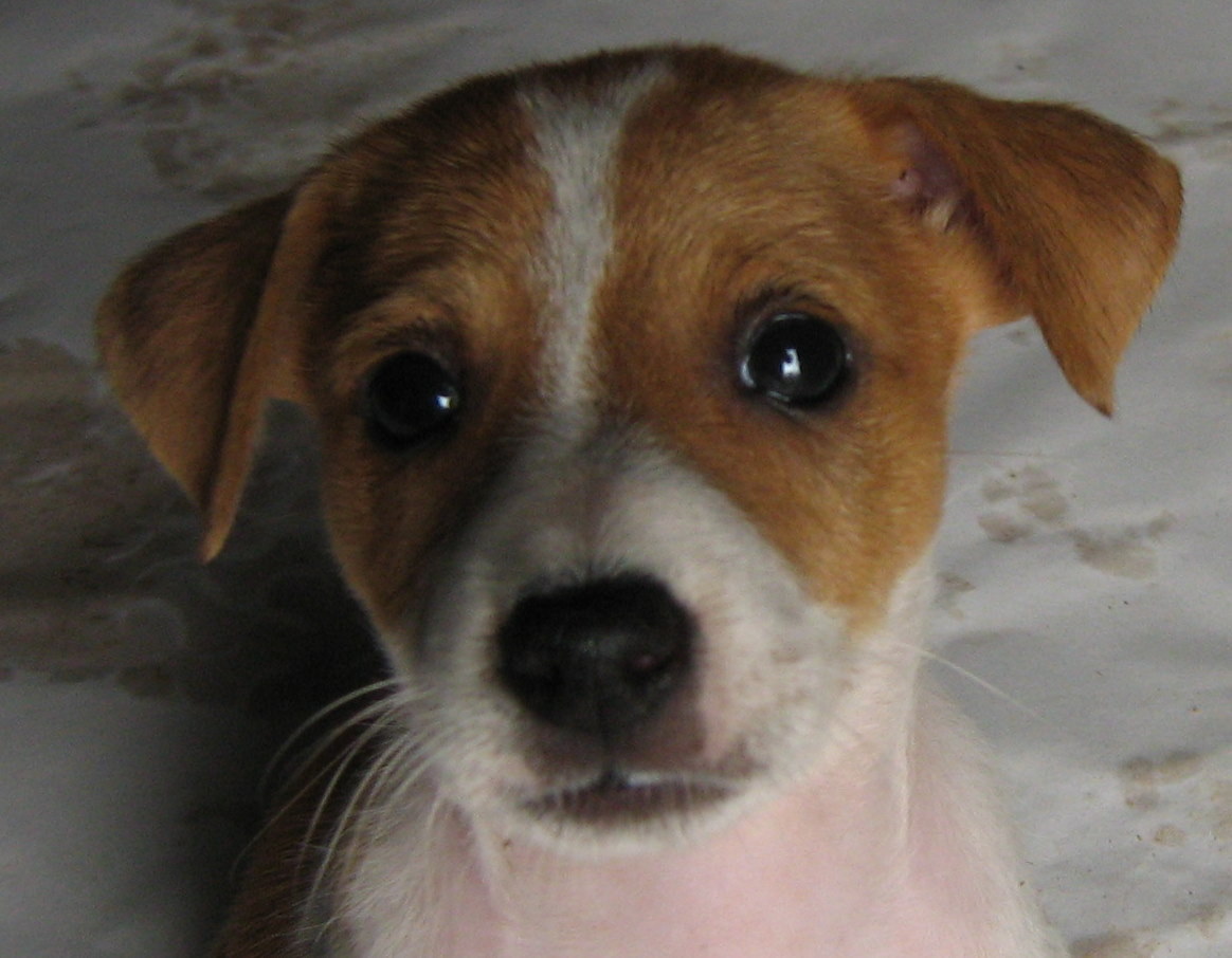 Jos (On Trial) - Medium Female Foxy Mix Dog in NSW - PetRescue