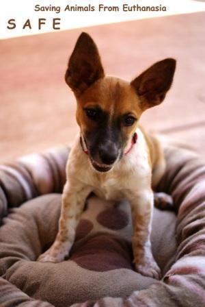 Tiga(D1955)*Adopted* - Medium Female Mix Dog in WA - PetRescue