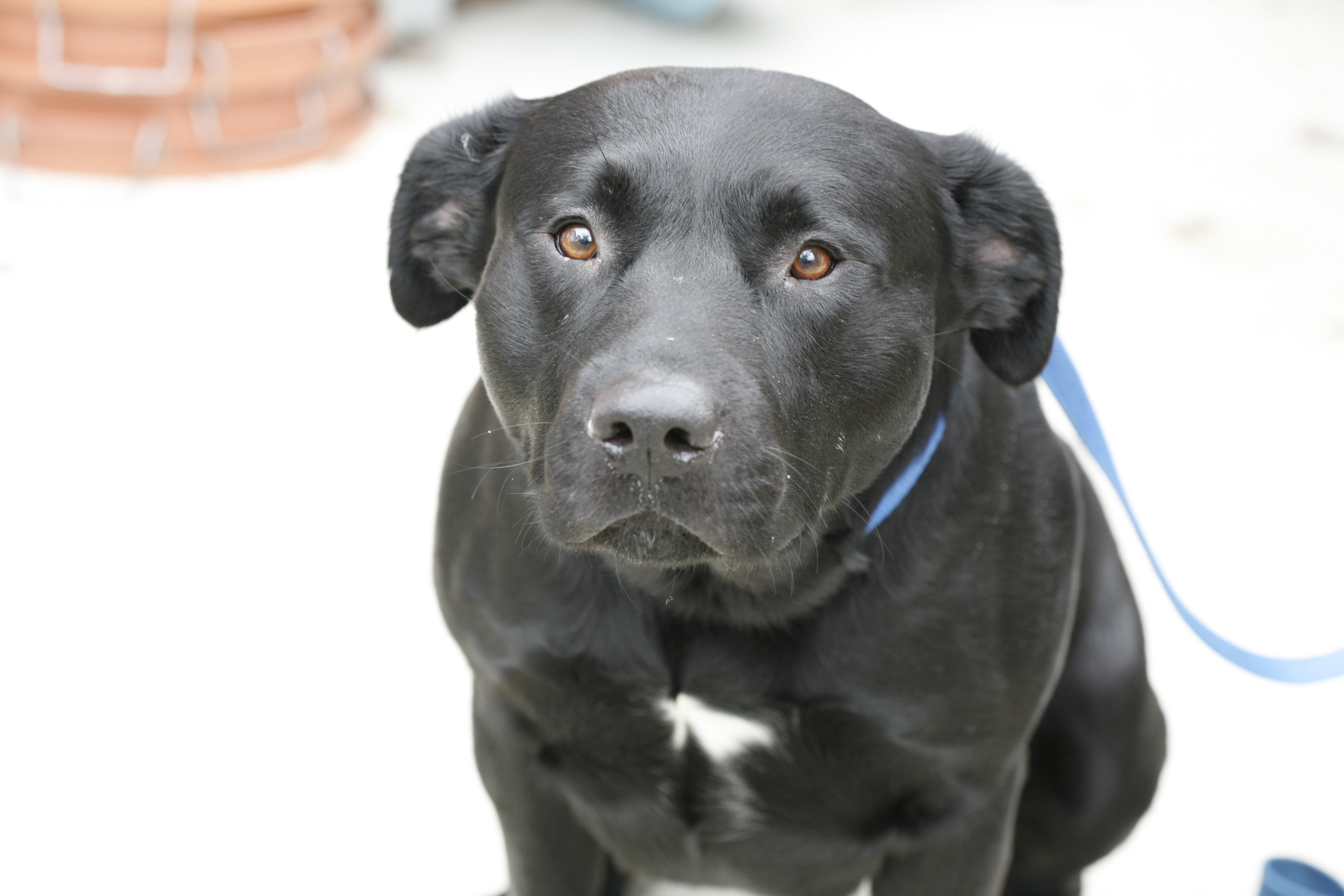 Jim - Large Male Labrador Mix Dog in VIC - PetRescue