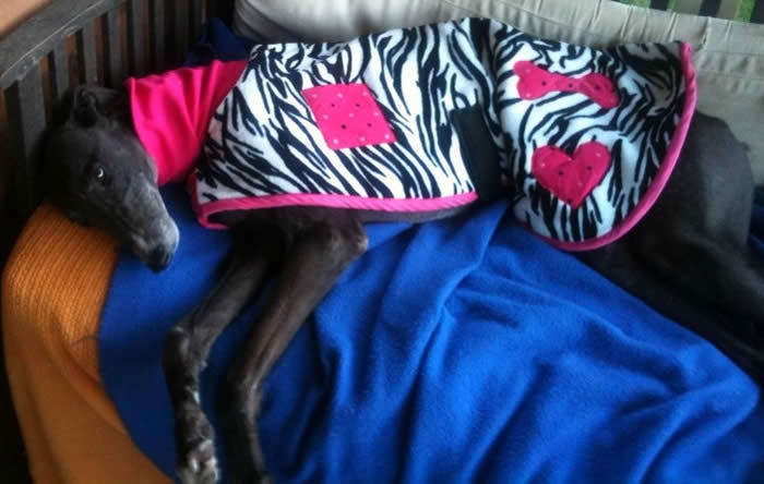 Gypsy - Large Female Greyhound Dog in QLD - PetRescue