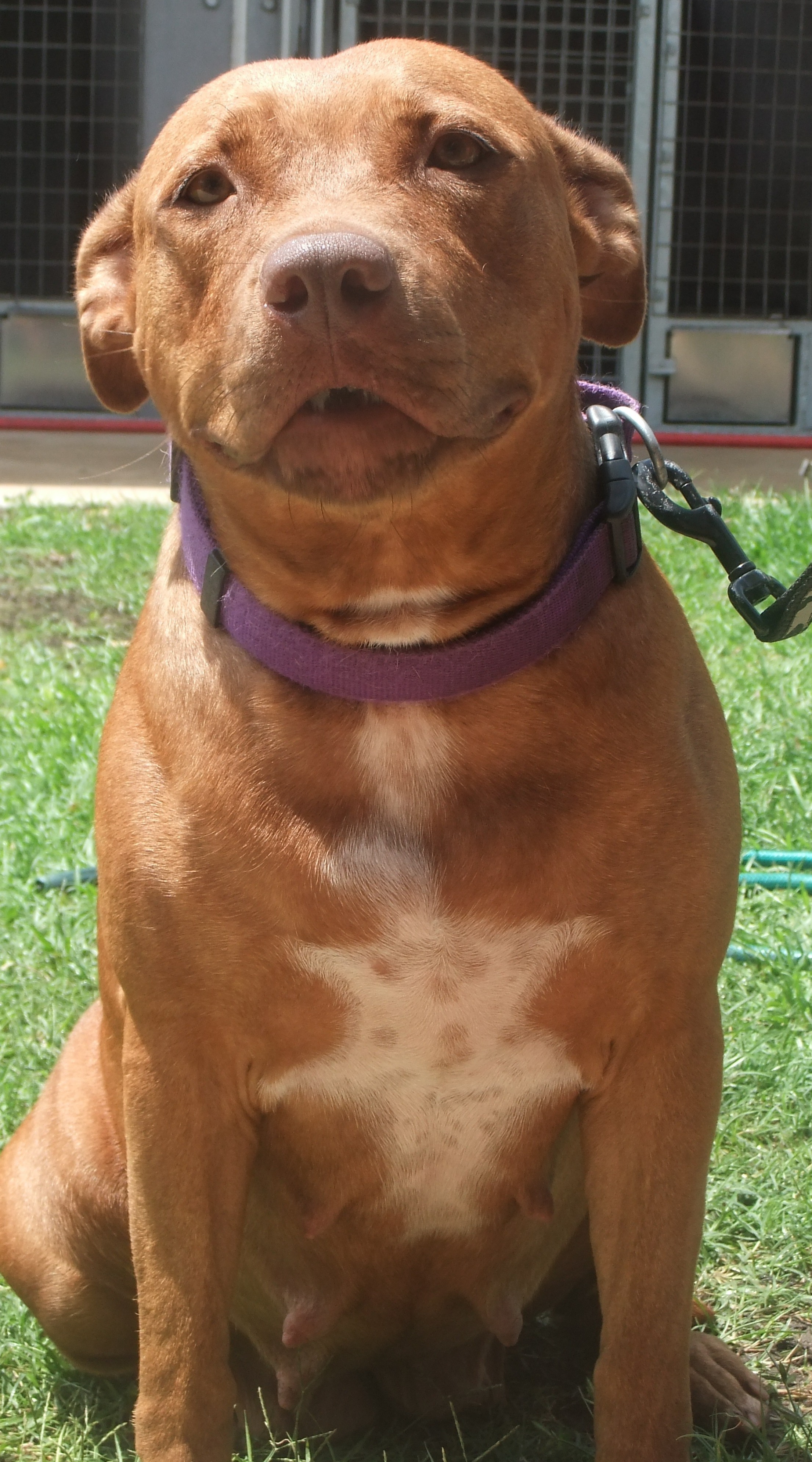 Scarlet - Medium Female Staffy x Pitbull Mix Dog in NT - PetRescue