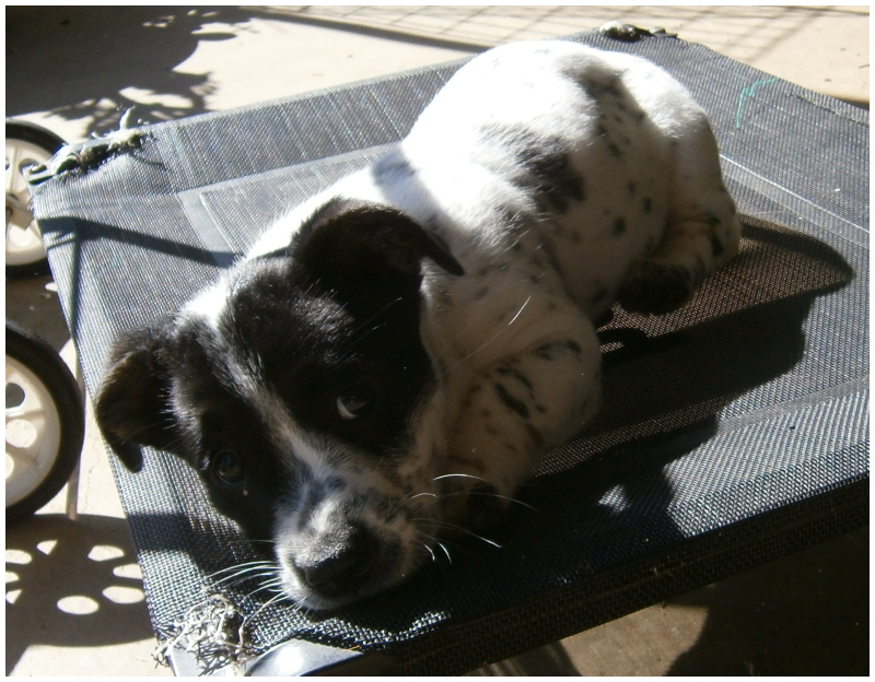 Wanda - Medium Female Mixed Small Mix Dog in NSW - PetRescue