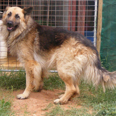 Benji - Large Male German Shepherd Dog in SA - PetRescue