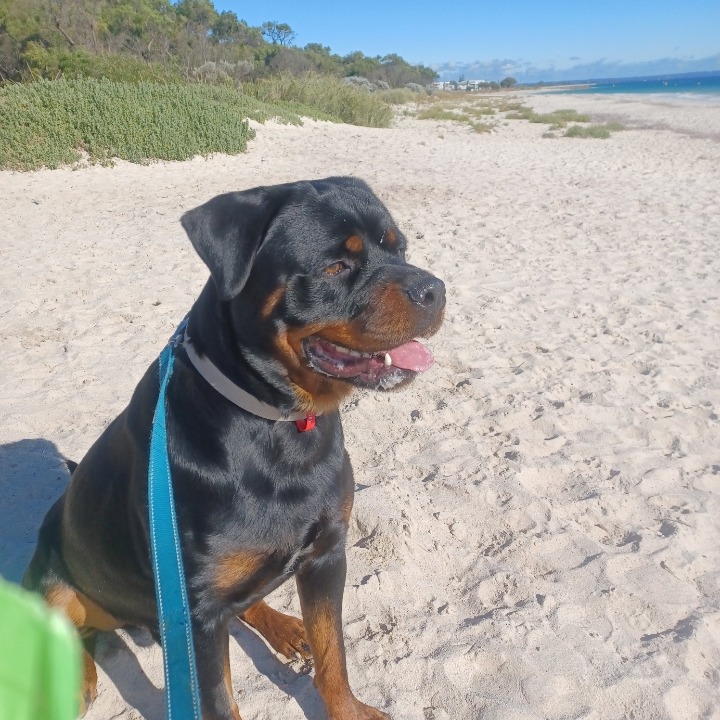 Rumble - Large Male Rottweiler Dog in WA - PetRescue