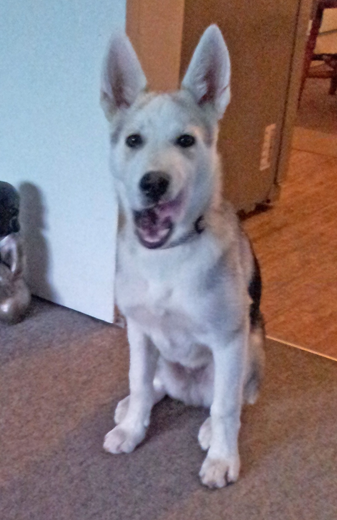 Jed (On Trial) - Large Male Husky x White German Shepherd Dog in NSW ...