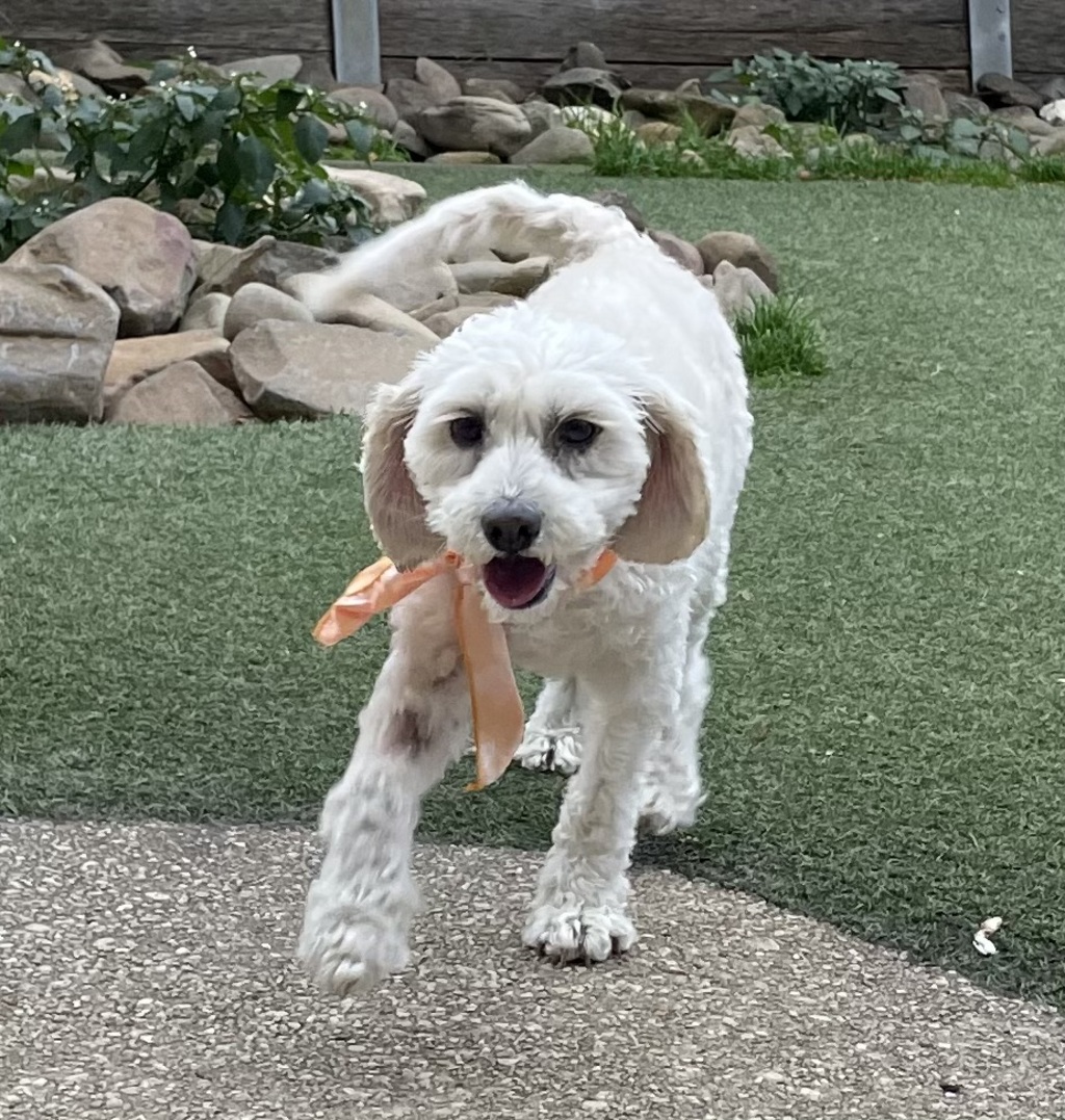 Bailey - Medium Female Cavoodle Dog in VIC - PetRescue