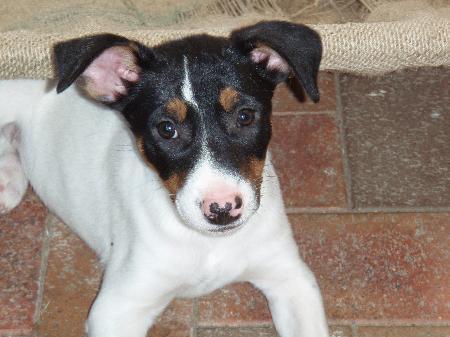 Ricco - Medium Male Jack Russell x Ridgeback Dog in NSW - PetRescue