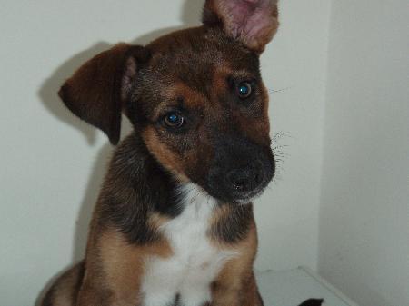 Sharshar - Medium Female Jack Russell x Ridgeback Dog in NSW - PetRescue