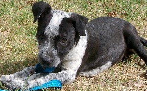 Bindi - Medium Female Australian Cattle Dog Mix Dog in ACT - PetRescue