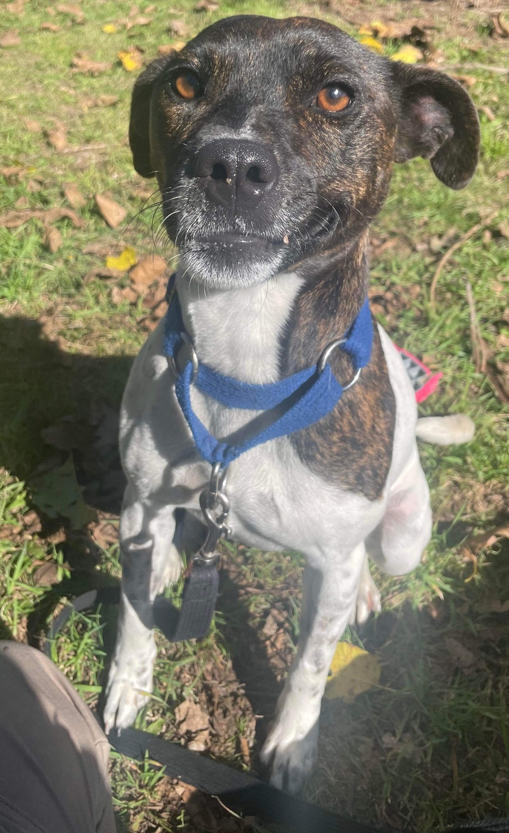 Roxy - Medium Female Fox Terrier x Staffordshire Terrier Mix Dog in NSW ...