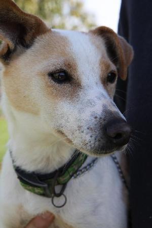 Scooby - Small Male Jack Russell Terrier Dog in VIC - PetRescue