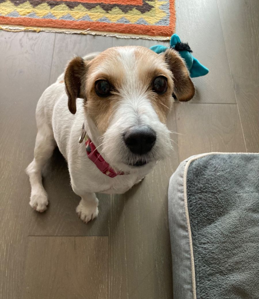 Benji - Small Male Jack Russell Terrier Dog in QLD - PetRescue