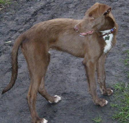 Fingal - Medium Male Staghound Cross Kelpie Dog in VIC - PetRescue