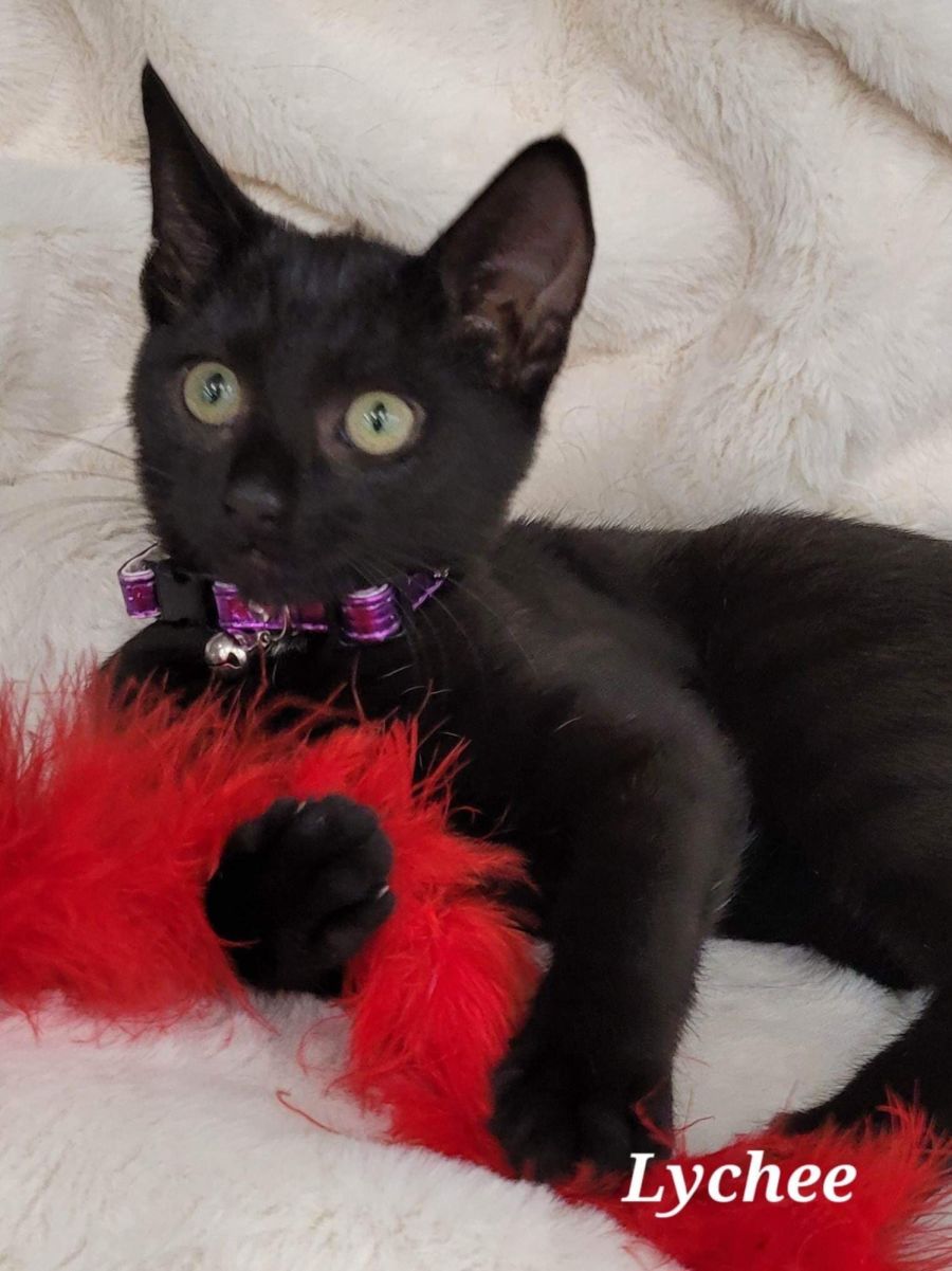 Lychee - Female Domestic Short Hair Cat in QLD - PetRescue
