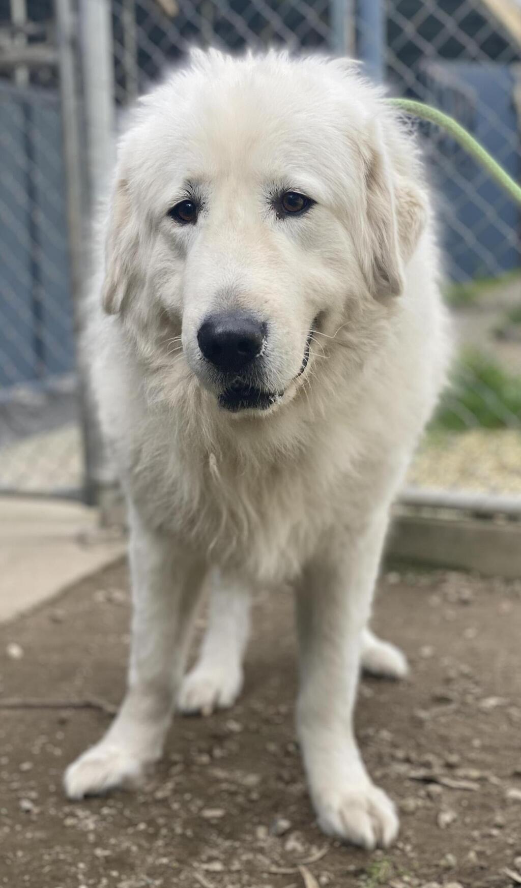 Leo - Large Male Maremma Sheepdog Dog in VIC - PetRescue