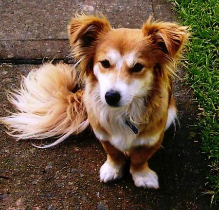 Chelsea - Small Female Terrier Cross Sheltie Dog in NSW - PetRescue