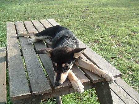 Yoda - Medium Male Bitza Dog in QLD - PetRescue