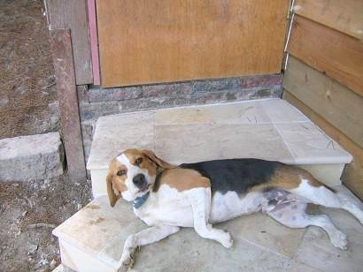 Beagle Rescue Victoria Inc - PetRescue