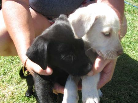 Lab X Kelpie Cuties - Medium Male Kelpie x Black Lab Dog in WA - PetRescue
