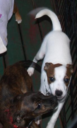 Donnie - Medium Male Mini Foxy Mix Dog in NSW - PetRescue