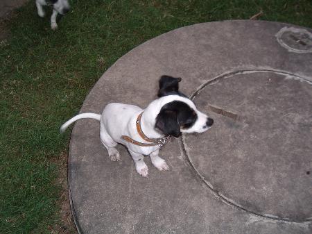 Flynn - Small Male Mini Foxie Dog in QLD - PetRescue