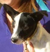 Neville - Small Male Mini Foxie Dog in VIC - PetRescue