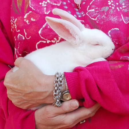 Rosey -Baby Bunny -On Hold - Female Rabbit in NSW - PetRescue