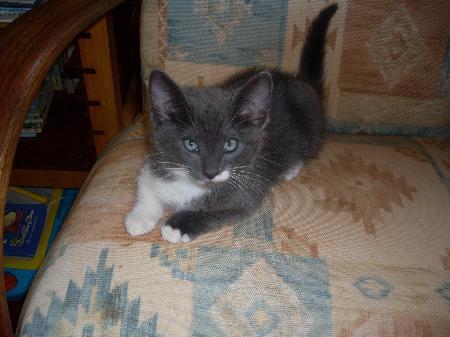 Toby (On Trial) - Male Dsh Cat in NSW - PetRescue