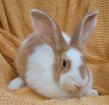 Snapps -On Hold - Female Rabbit in NSW - PetRescue