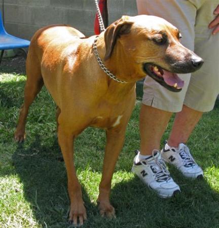 Lexi - Large Female Rhodesian Ridgeback Dog in QLD - PetRescue
