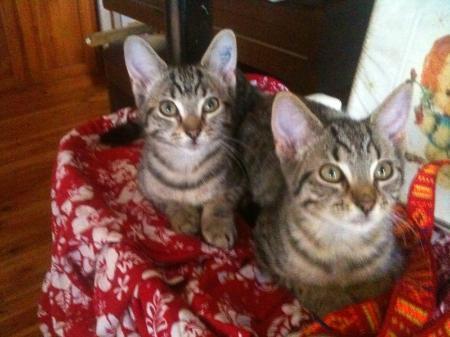 Tinkerbell and Tinka - Female Dsh Cat in NSW - PetRescue