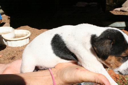 Barney Adoption Pending - Medium Male Heeler x Smooth Coated Collie Dog ...