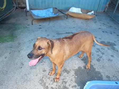 Kenya - Large Female Rhodesian Ridgeback Dog in QLD - PetRescue