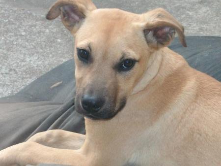 Caramel - Medium Female Labrador Dog in QLD - PetRescue