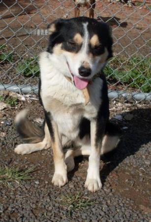 Tri - Medium Male Border Collie x Kelpie Dog in NSW - PetRescue