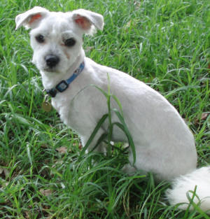 Pinkerton - Small Male Purebred Maltese Dog in NSW - PetRescue
