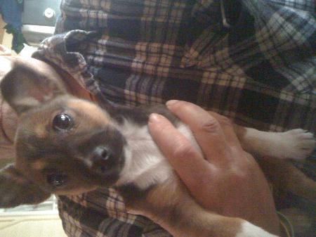 Yippee - Small Female Mini Foxy Mix Dog in NSW - PetRescue