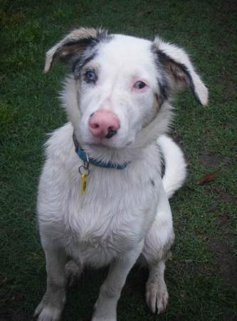 Cornelius - Medium Male Coolie Dog in VIC - PetRescue
