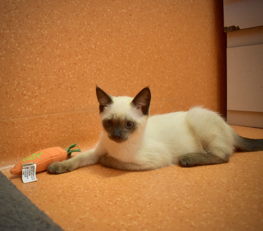 Sprinkle - Male Layanese Mix Cat in QLD - PetRescue