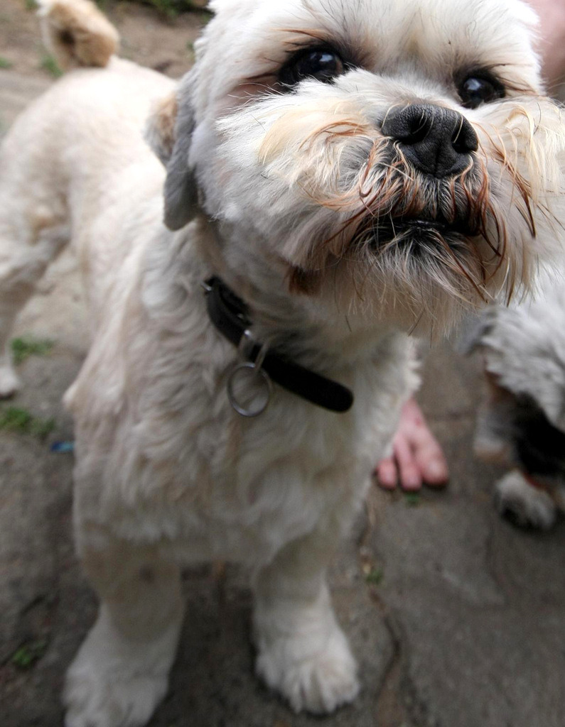 Wookie (On Trial 12/10/12) - Small Male Lhasa Apso Dog in NSW - PetRescue