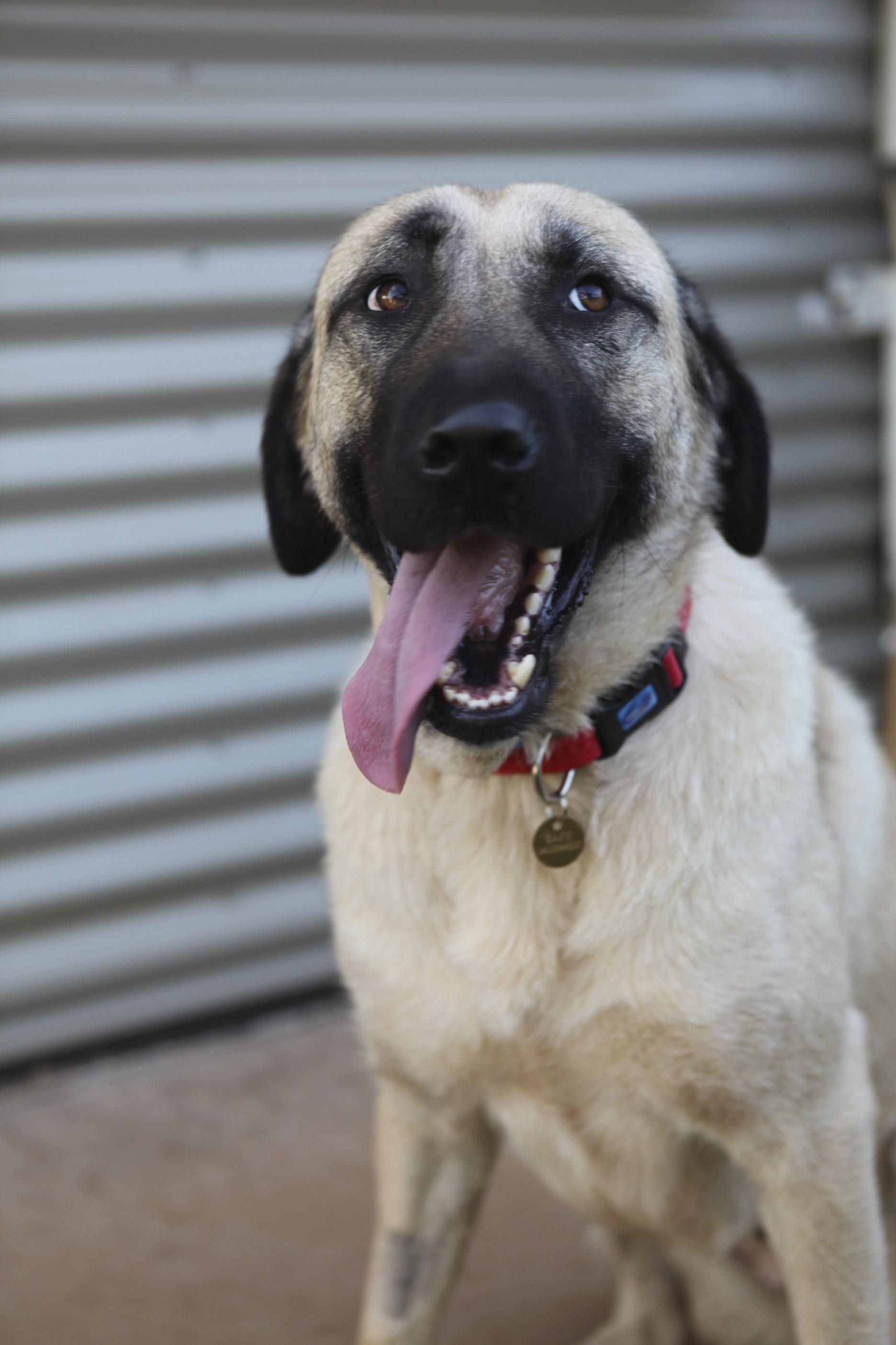 Ellie (HD200) - Large Female Anatolian Shepherd Dog in WA - PetRescue