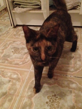 Cassy - Female Dsh Cat in WA - PetRescue