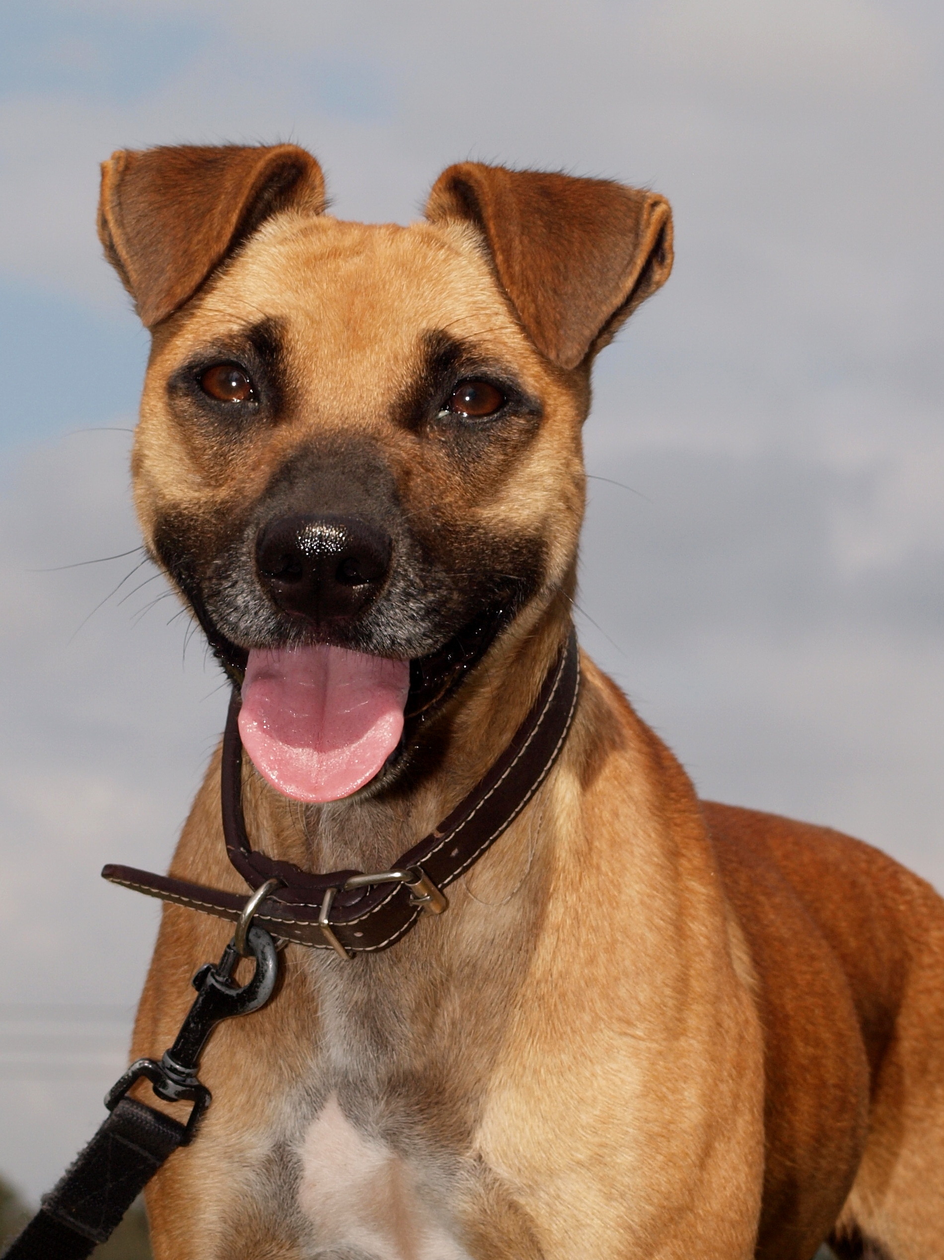 Hope - Medium Female Plummer Terrier Mix Dog in NSW - PetRescue