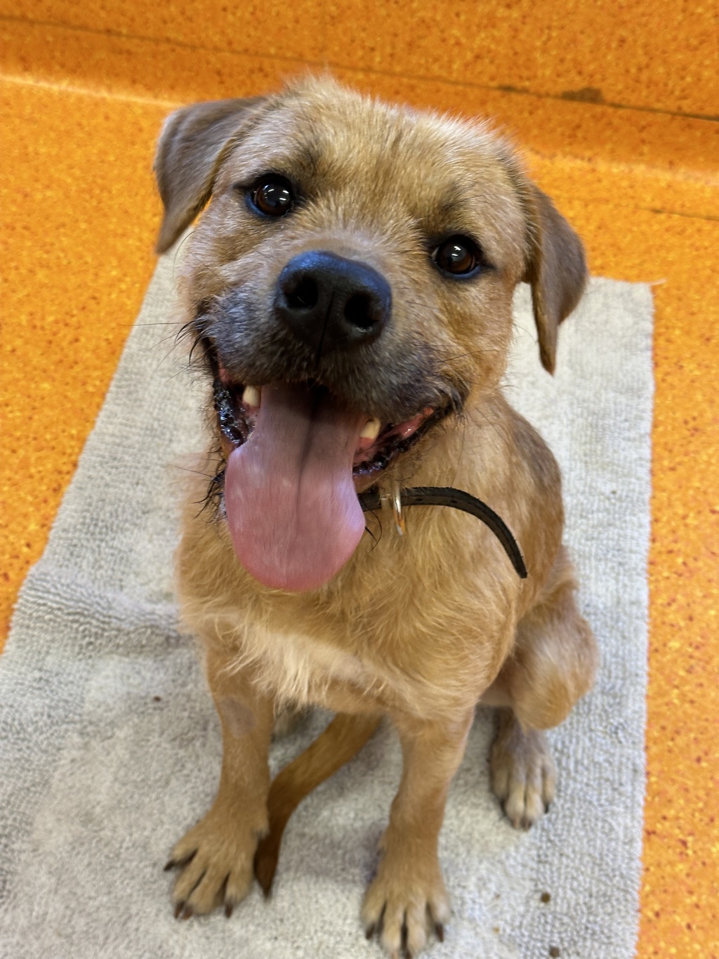 Angus - Medium Male Boxer x Irish Wolfhound Mix Dog in QLD - PetRescue