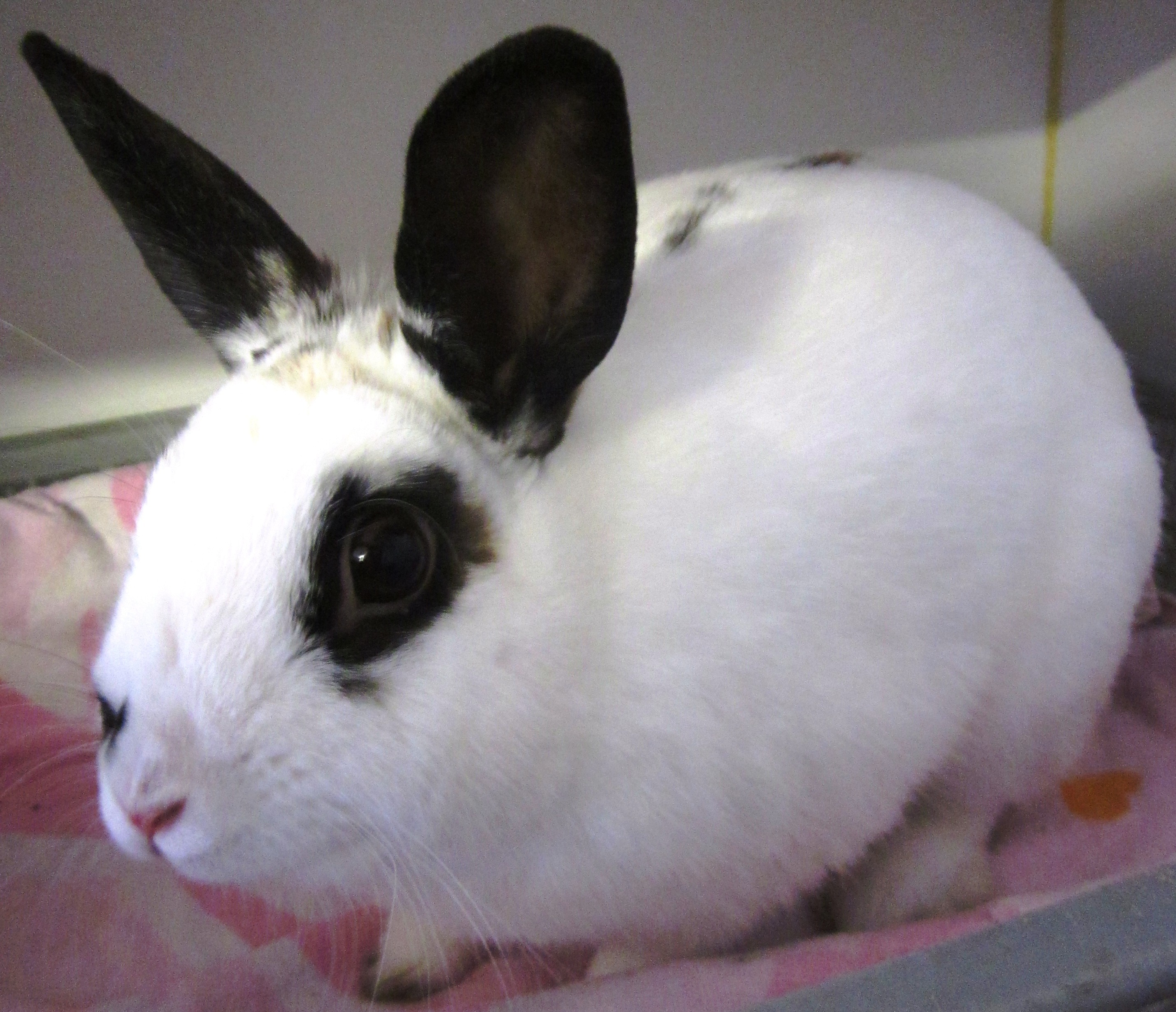 Glamour Bunz - Female Rabbit Rabbit in NSW - PetRescue