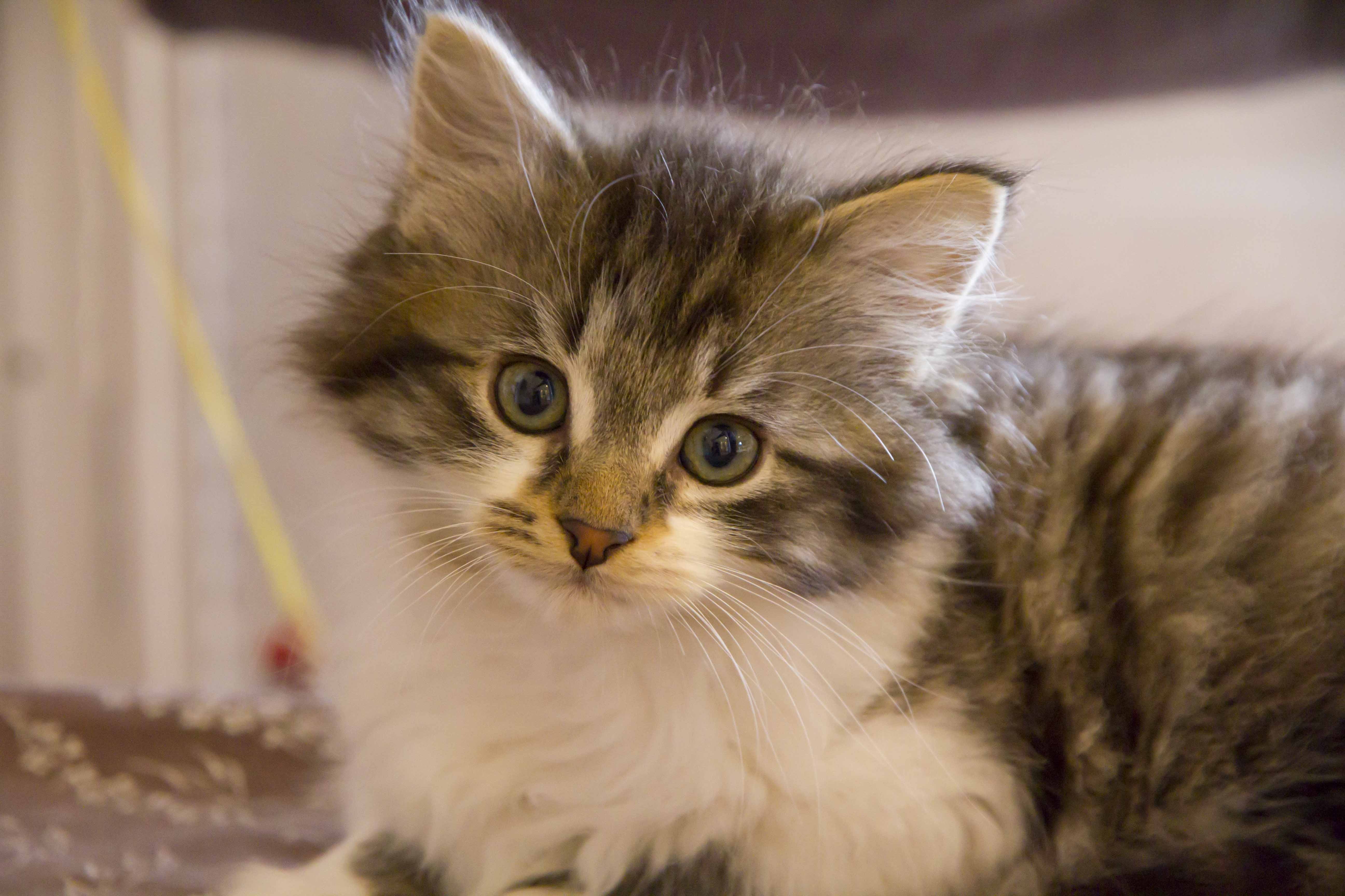 Yogo - Male Domestic Mix Cat in VIC - PetRescue