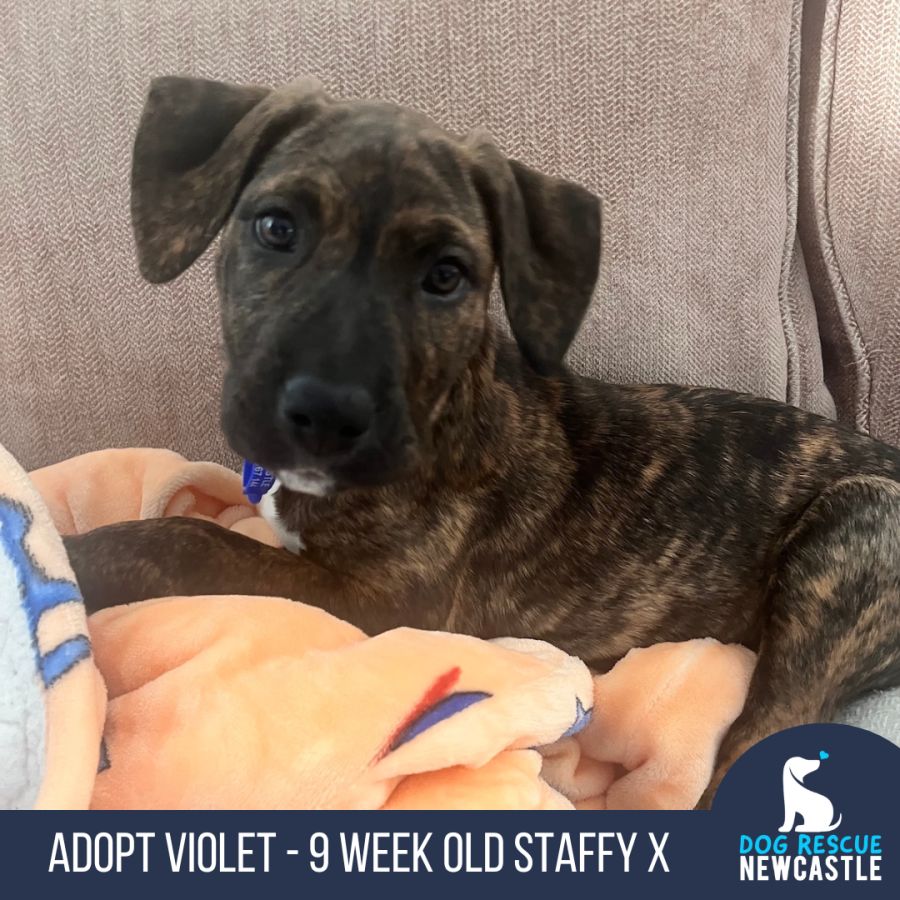 Violet - 9 Week Old Staffy X - Medium Female Staffy Mix Dog in NSW - PetRescue